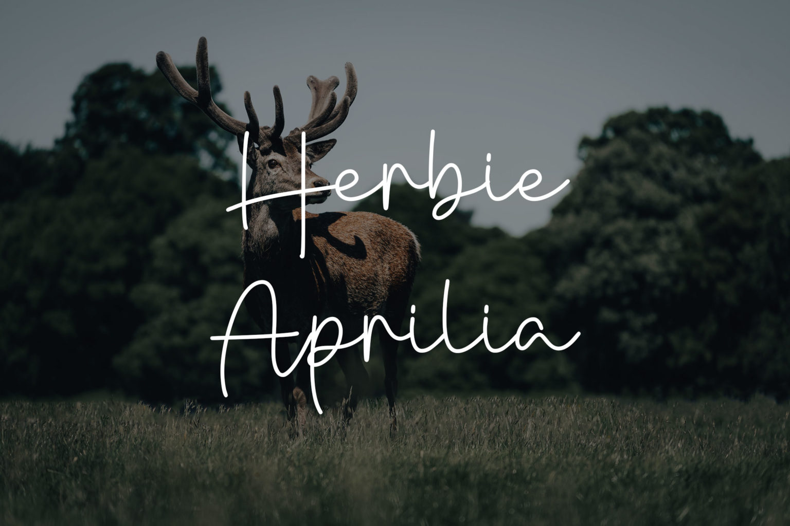 Danielle Signature - Handwritten Font - Rometheme